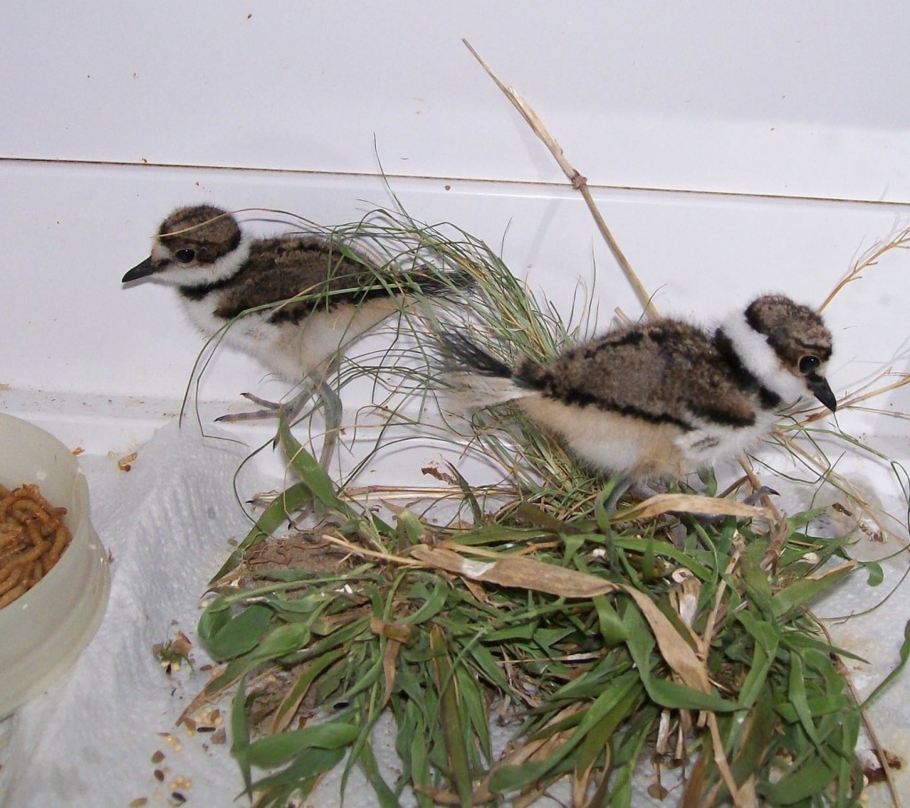 Our Patients- Just a Few Hundred | Ziggy's Tree Wildlife Rehabilitation ...